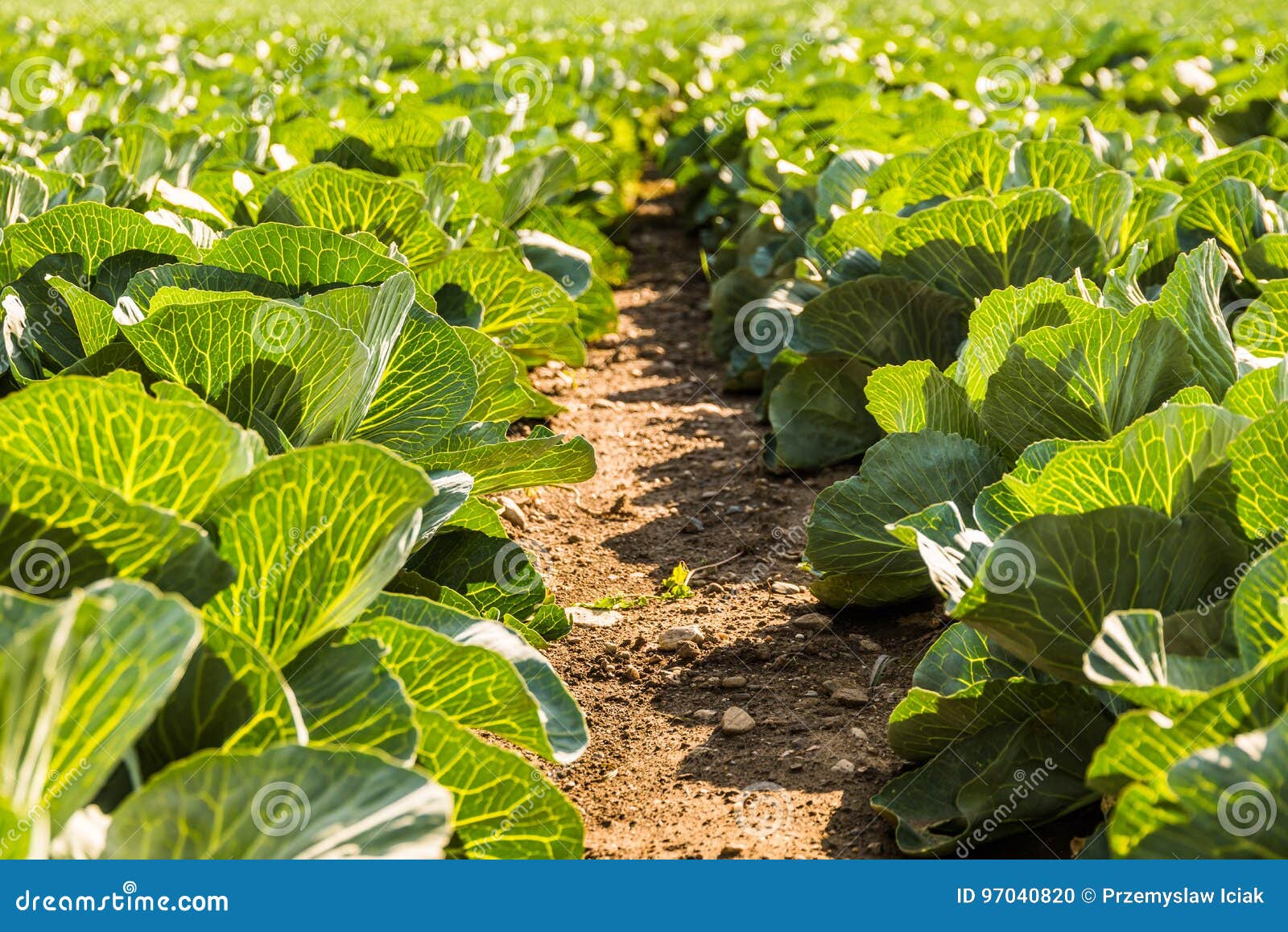 Crops of cabbage stock photo. Image of healthy, crops - 97040820