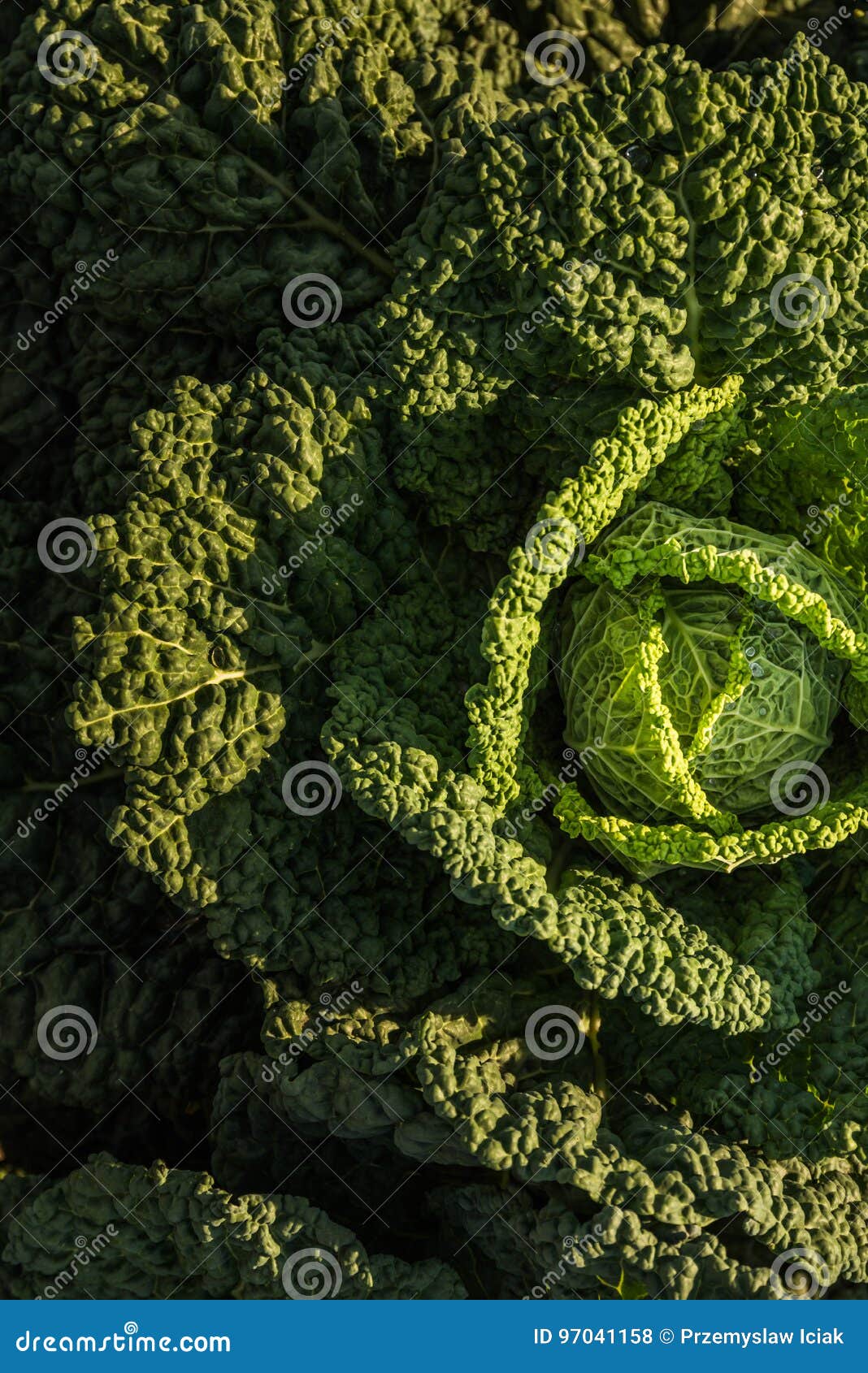 Crops of cabbage stock photo. Image of healthy, ingredient - 97041158