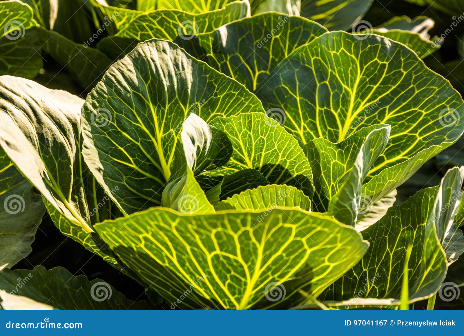 Crops of cabbage stock image. Image of kitchen, ingredient - 97041167