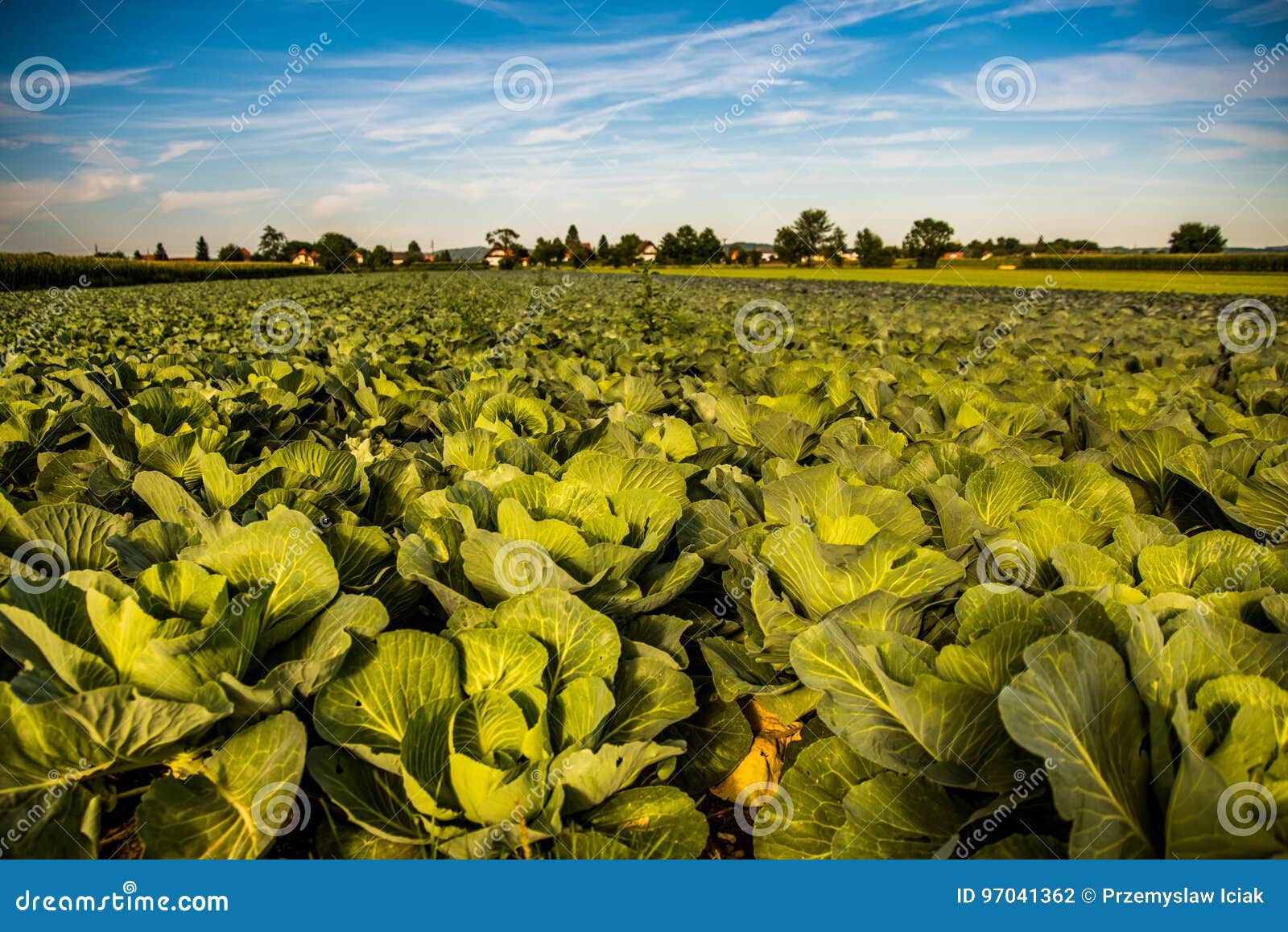 Crops of cabbage stock photo. Image of blossom, head - 97041362