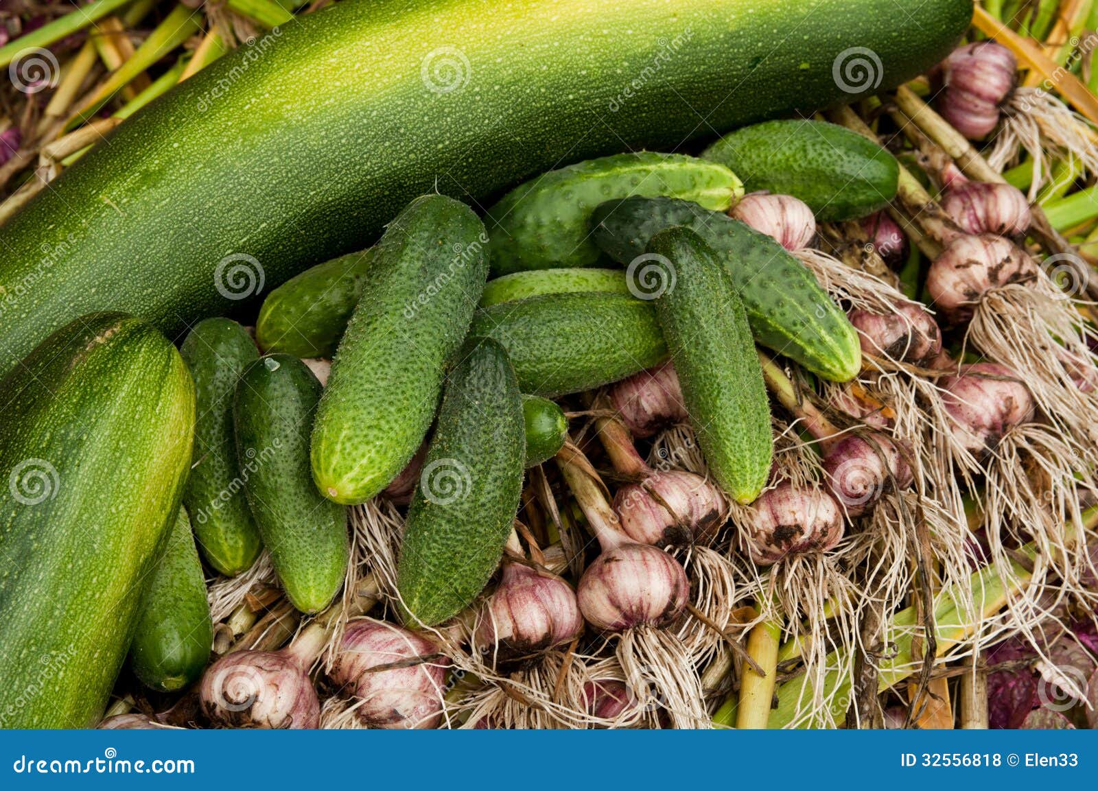Crops stock photo. Image of plant, courgette, green, single - 32556818