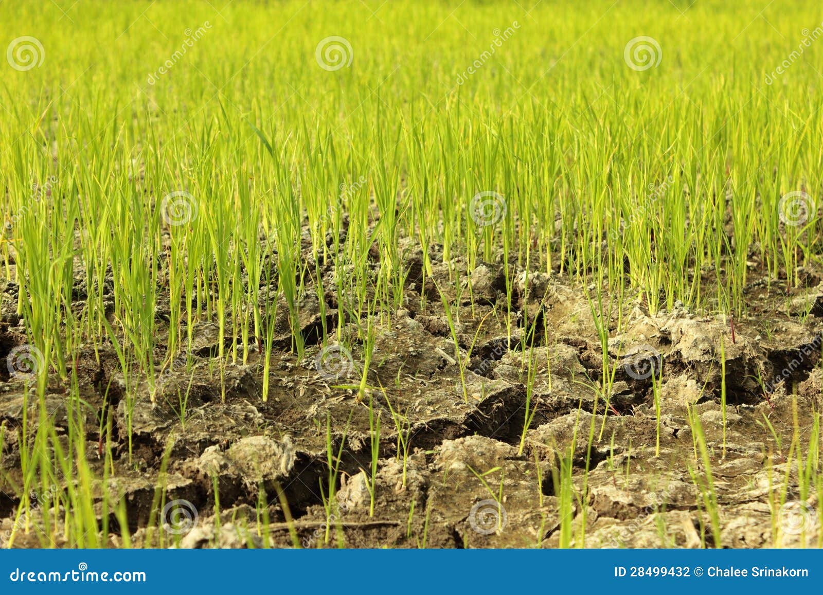 Crops on dry ground stock photo. Image of asia, beginnings - 28499432