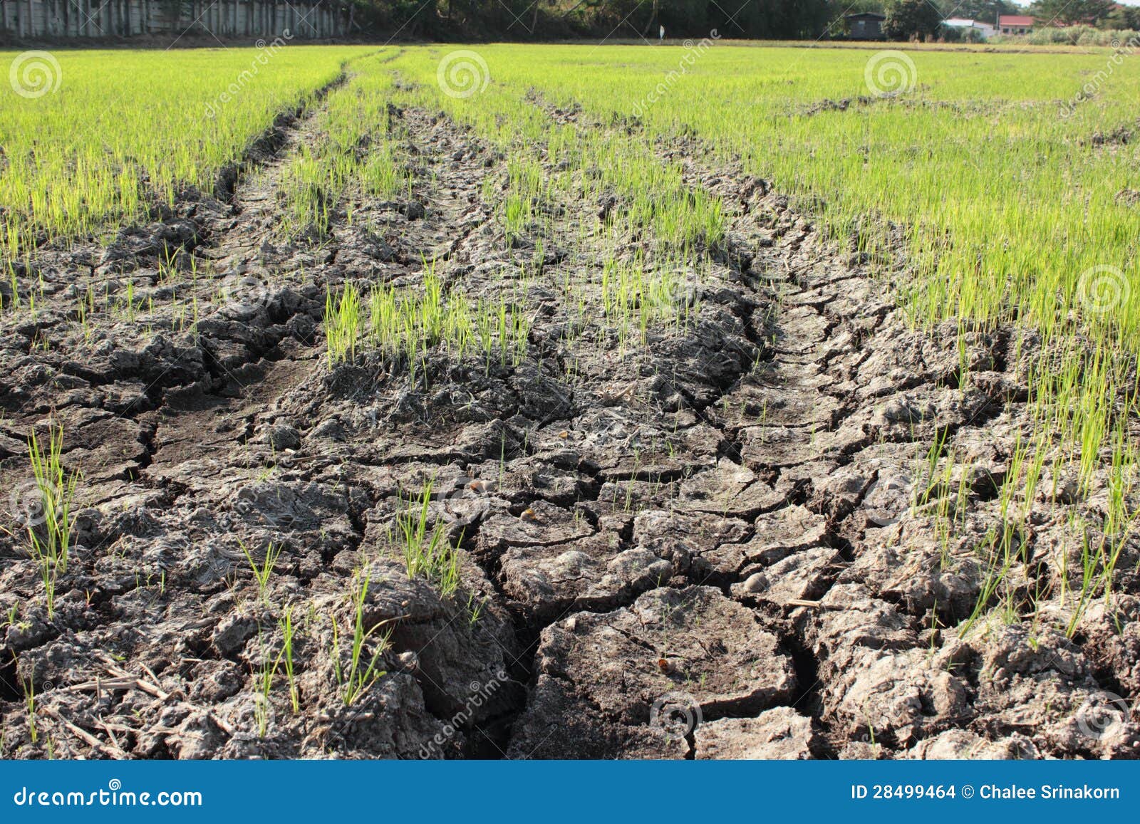 Crops are on dry ground stock photo. Image of asian, give - 28499464