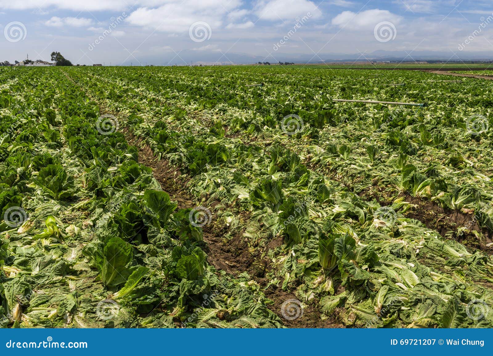 Crops drying from drought stock image. Image of healthy - 69721207