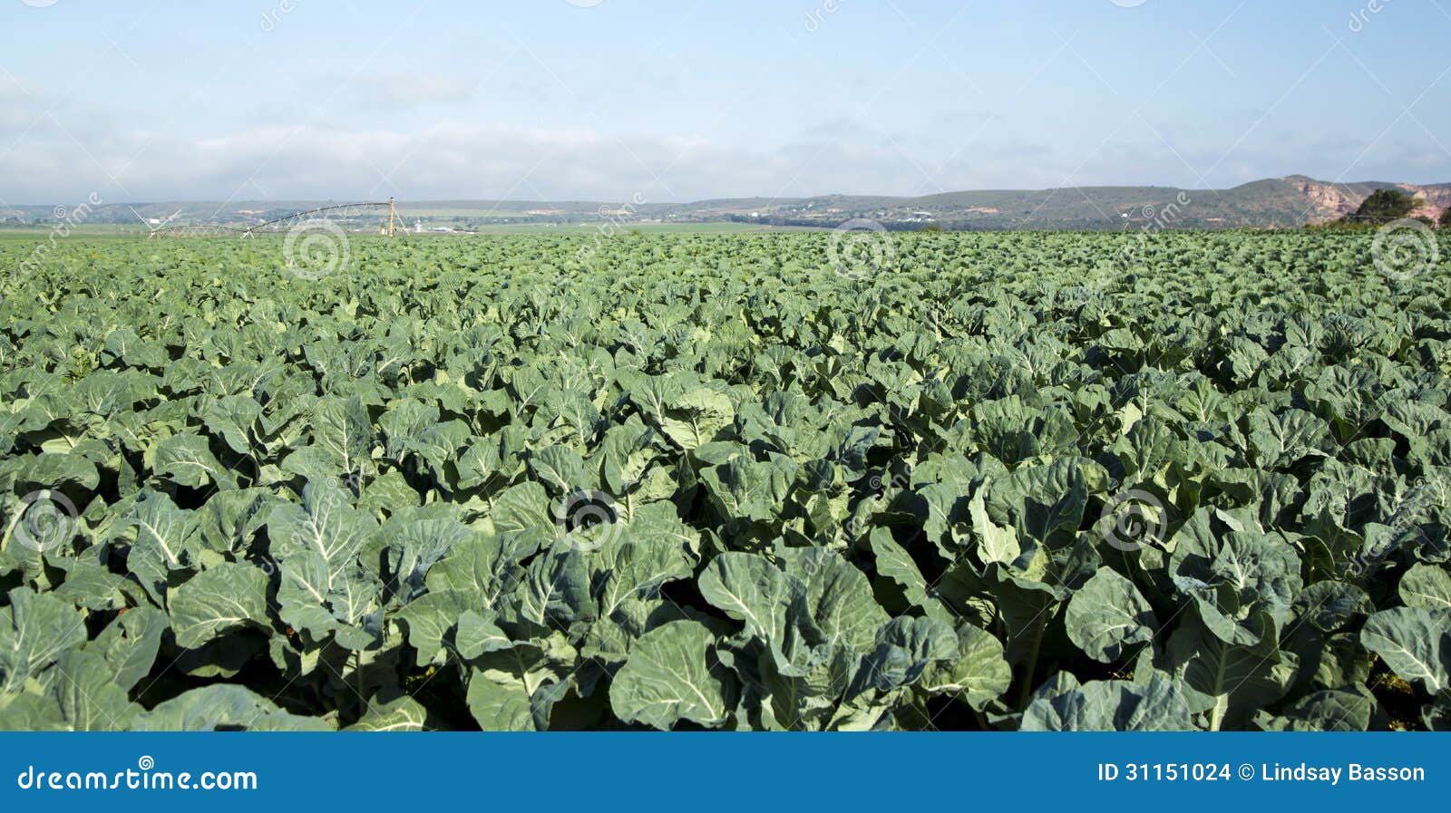 Crops on a farm stock photo. Image of horizon, food, plant - 31151024