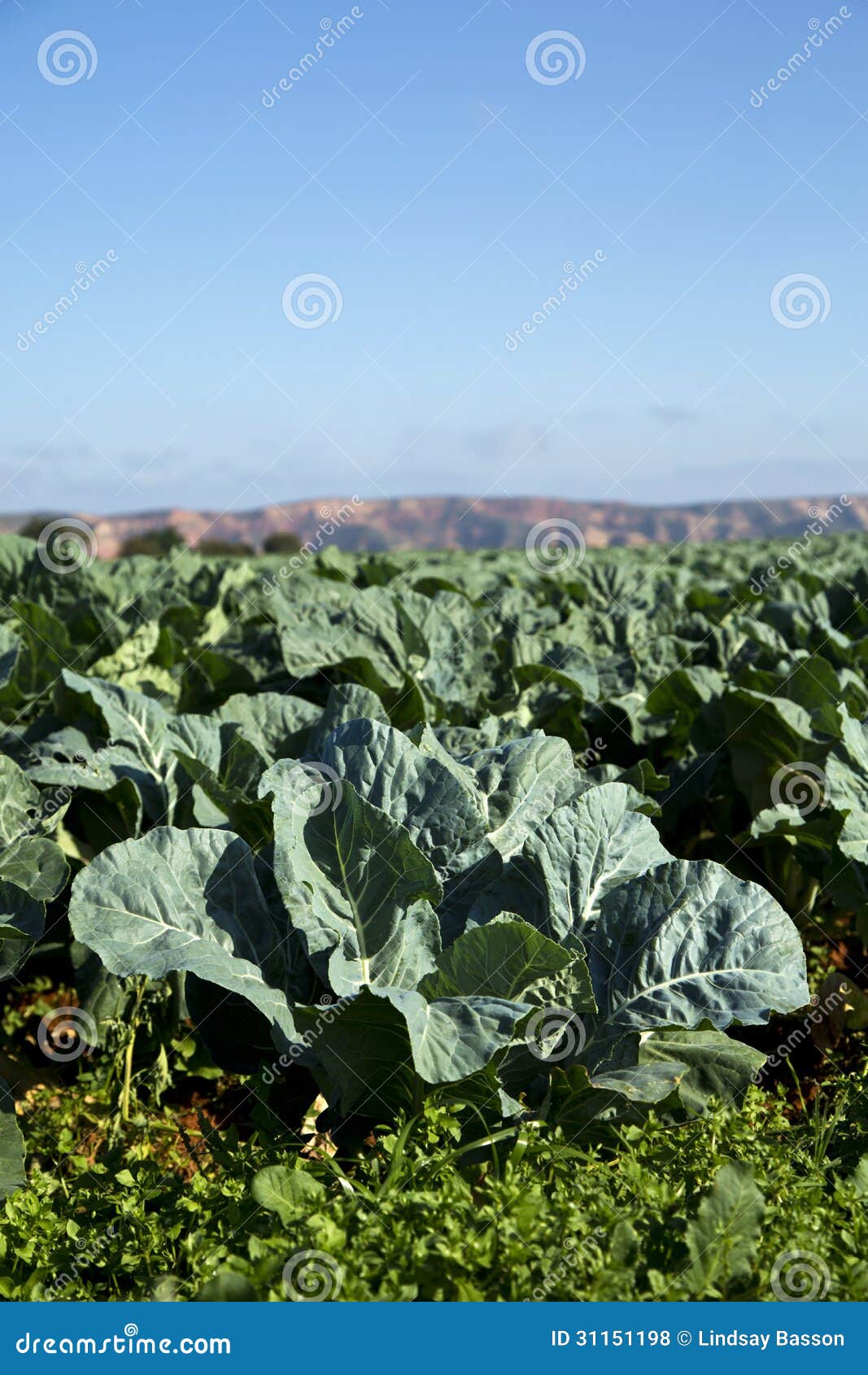 Crops on a farm stock photo. Image of landscape, color - 31151198
