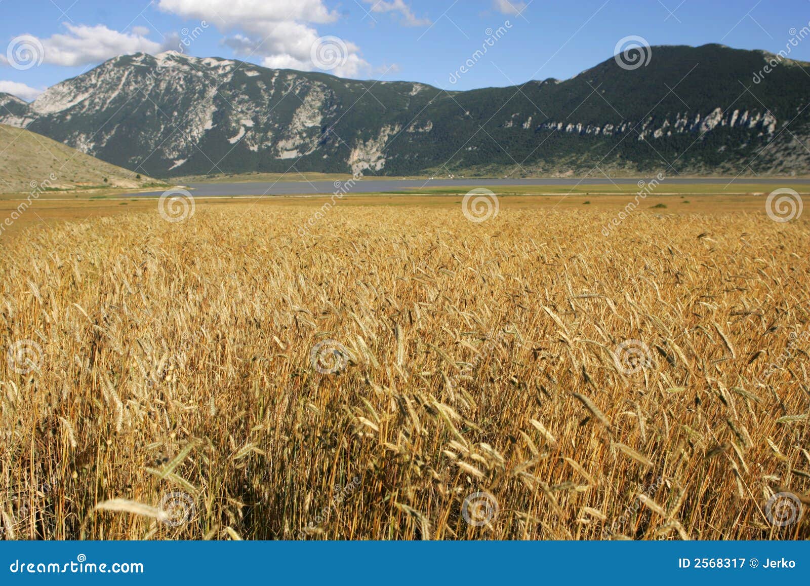 Crops field stock image. Image of walley, blue, field - 2568317