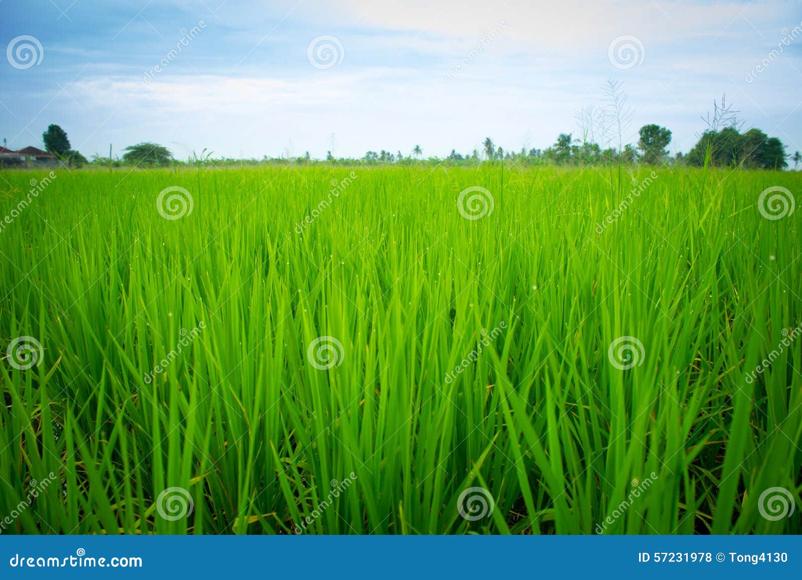The crops in the field, stock photo. Image of farmland - 57231978