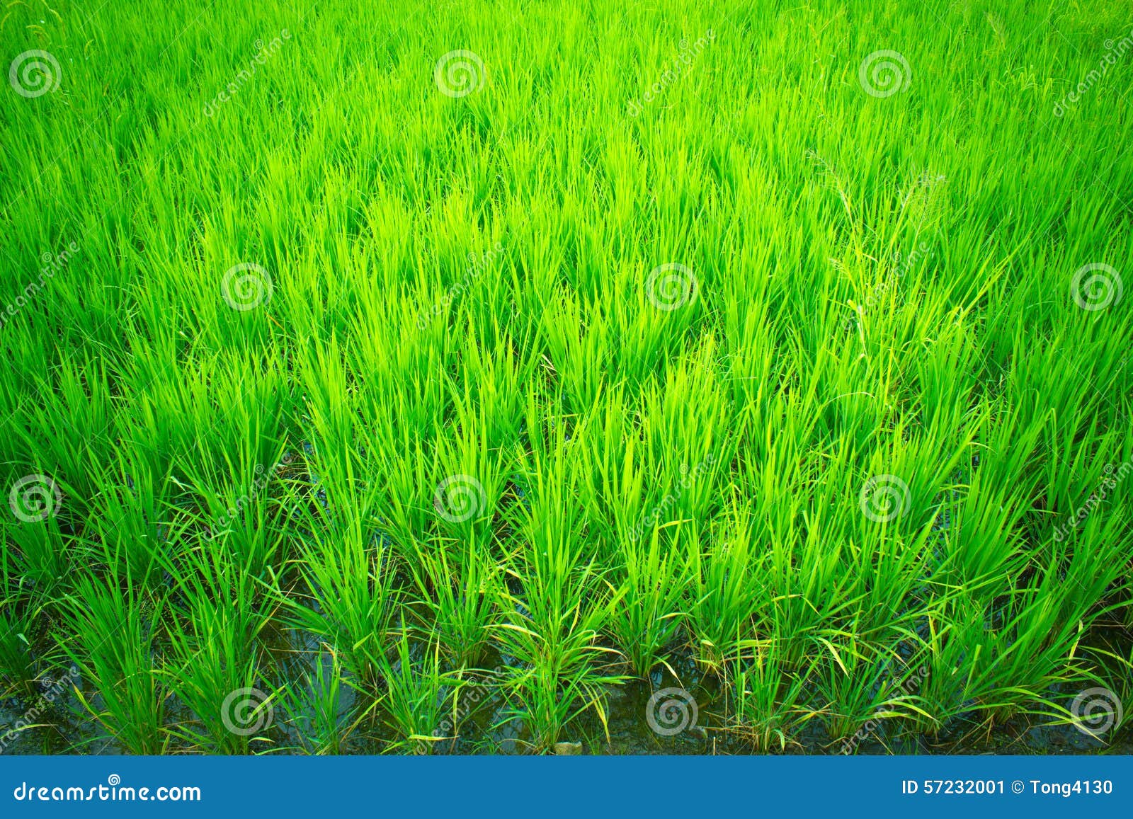 The crops in the field stock image. Image of grain, farming - 57232001
