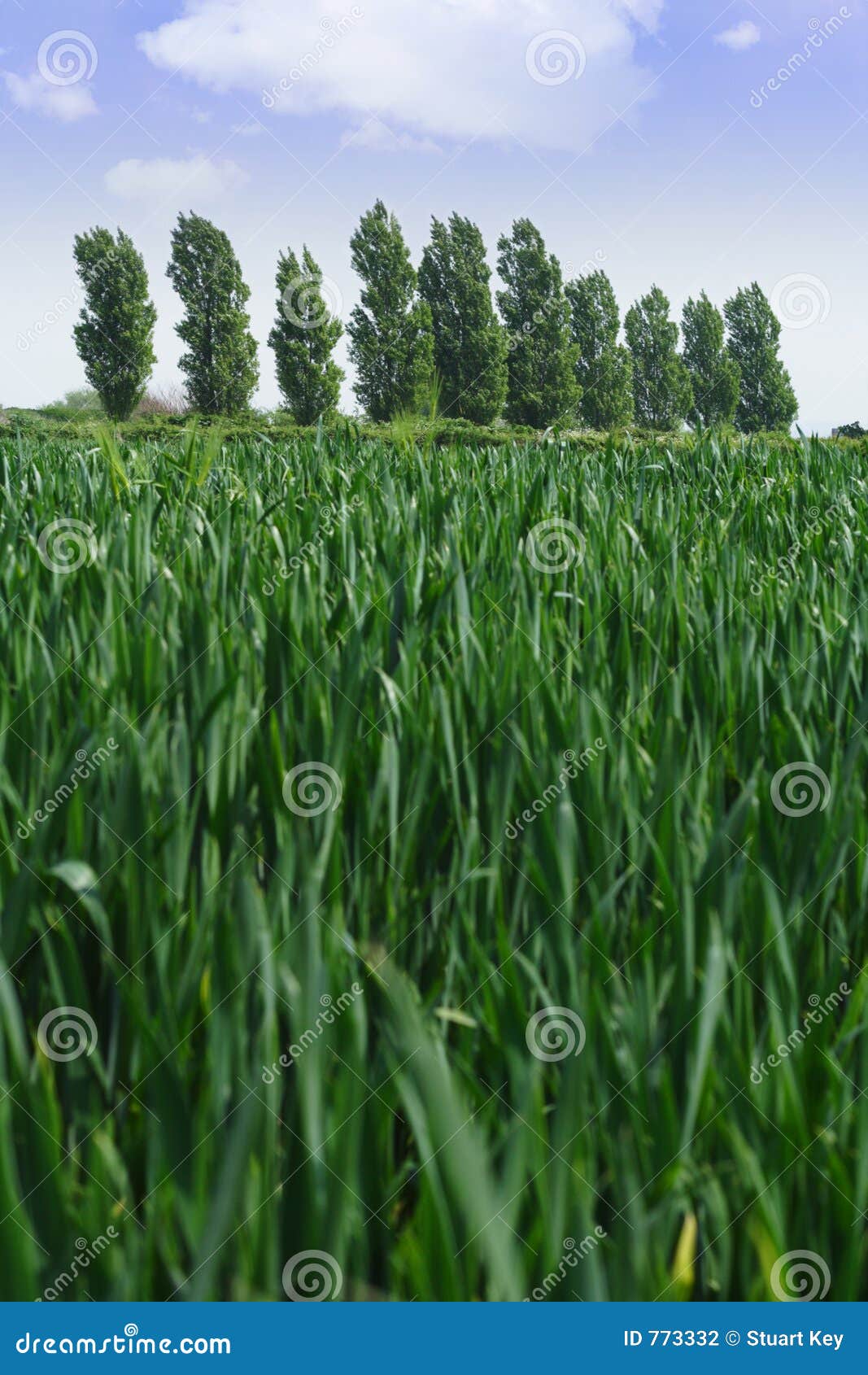 Crops in the field stock photo. Image of crops, allergic - 773332
