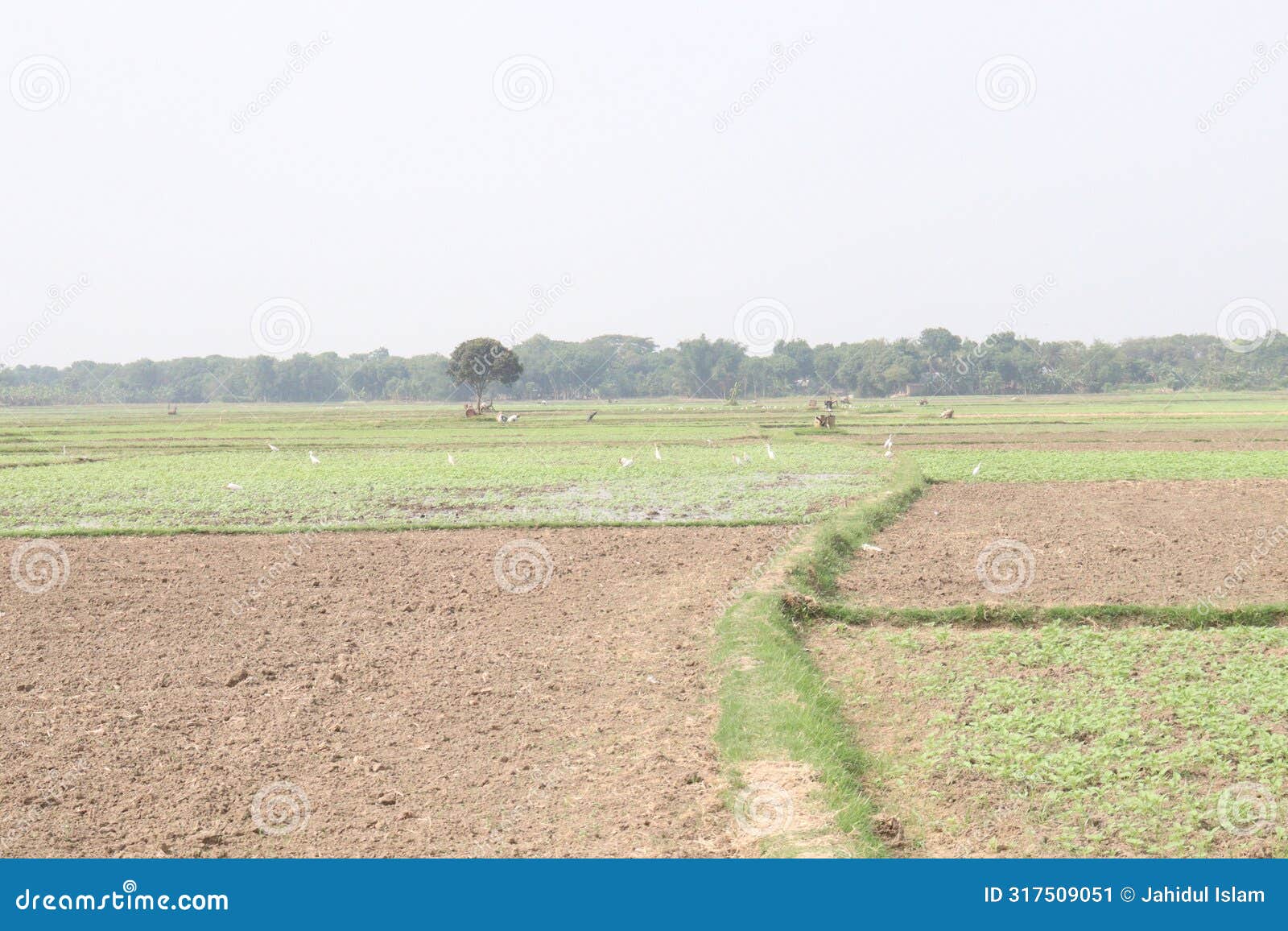 Crops Field with Bird and Farmer Stock Image - Image of land, bird ...