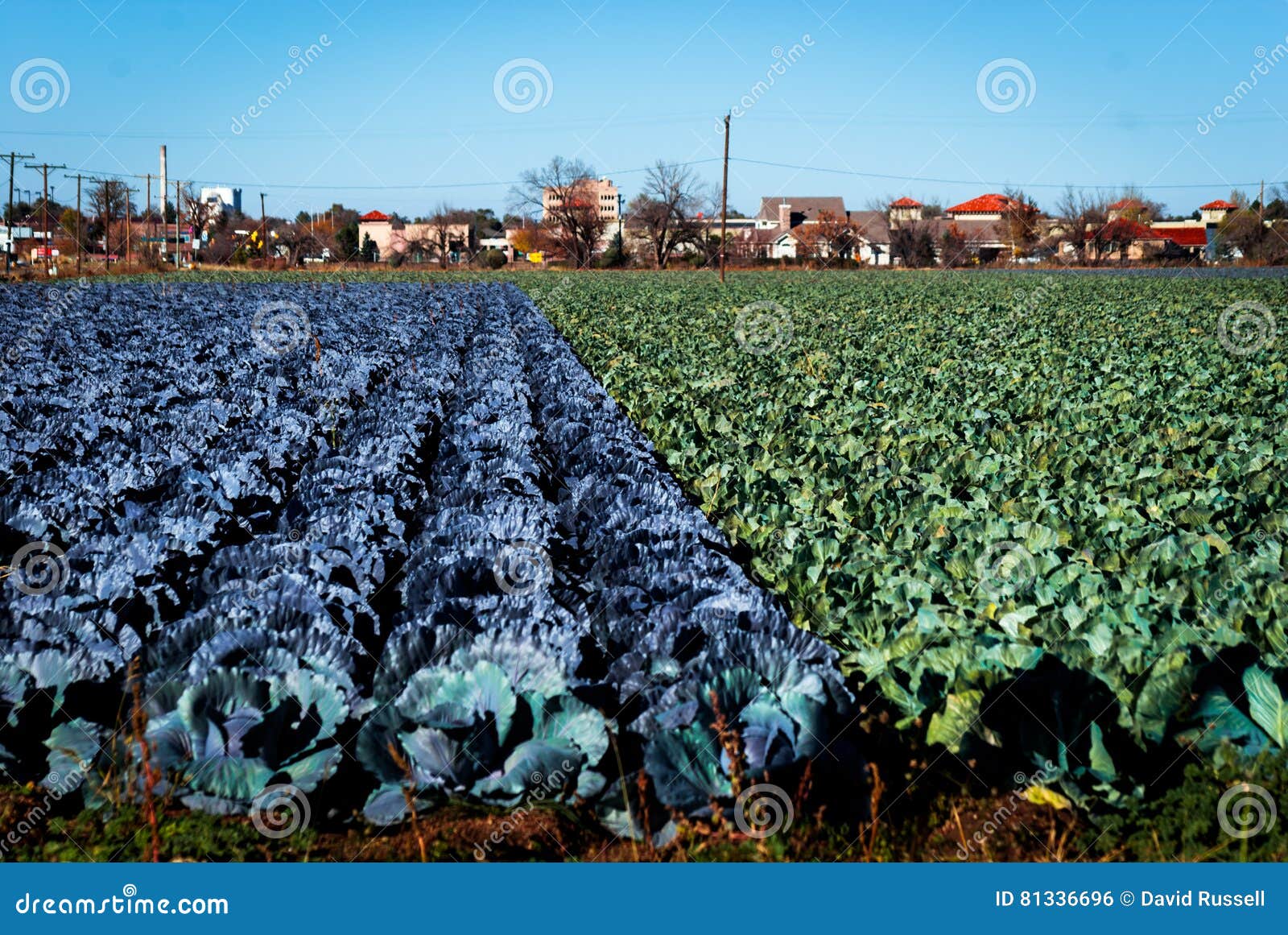 Crops in field stock photo. Image of agricultural, grow - 81336696