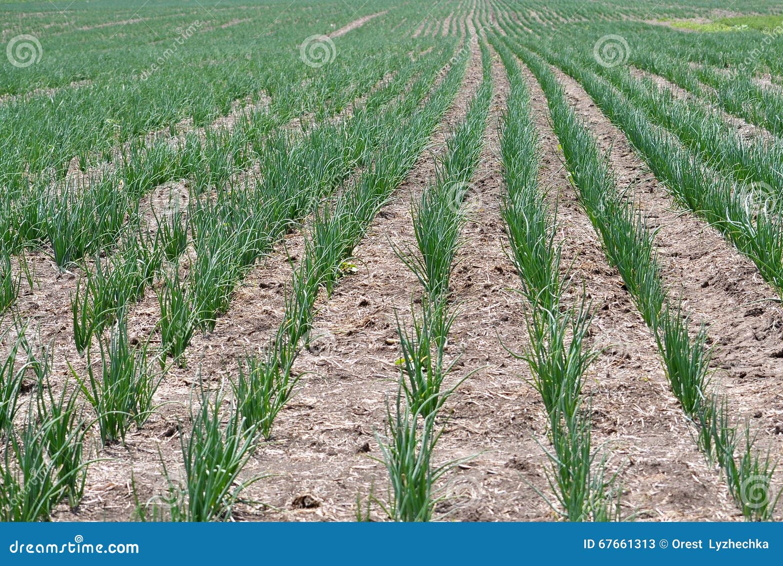 Crops in the Field of Green Onions Stock Image - Image of vitamins ...