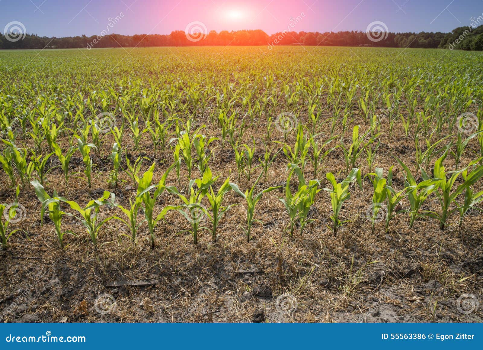 Crops at a field stock photo. Image of agronomy, country - 55563386
