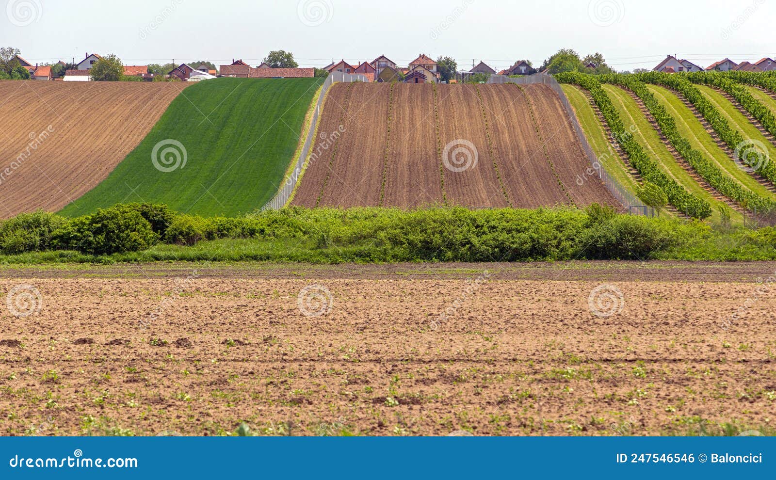 Crops Fields Hill stock photo. Image of hill, hills - 247546546