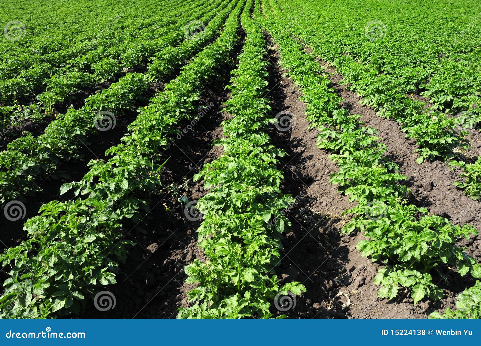 Crops and in the furrow stock photo. Image of lines, perspective - 15224138
