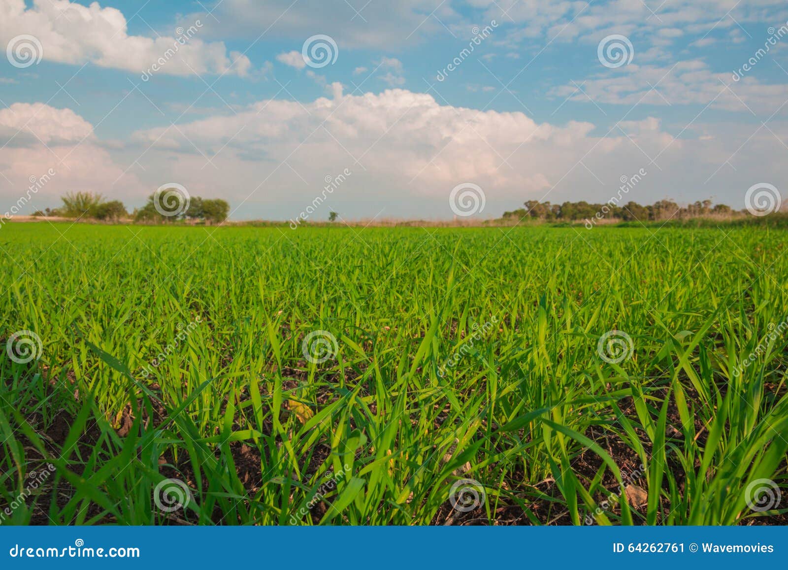 Crops Growing in a Field in the Countryside Stock Image - Image of ...