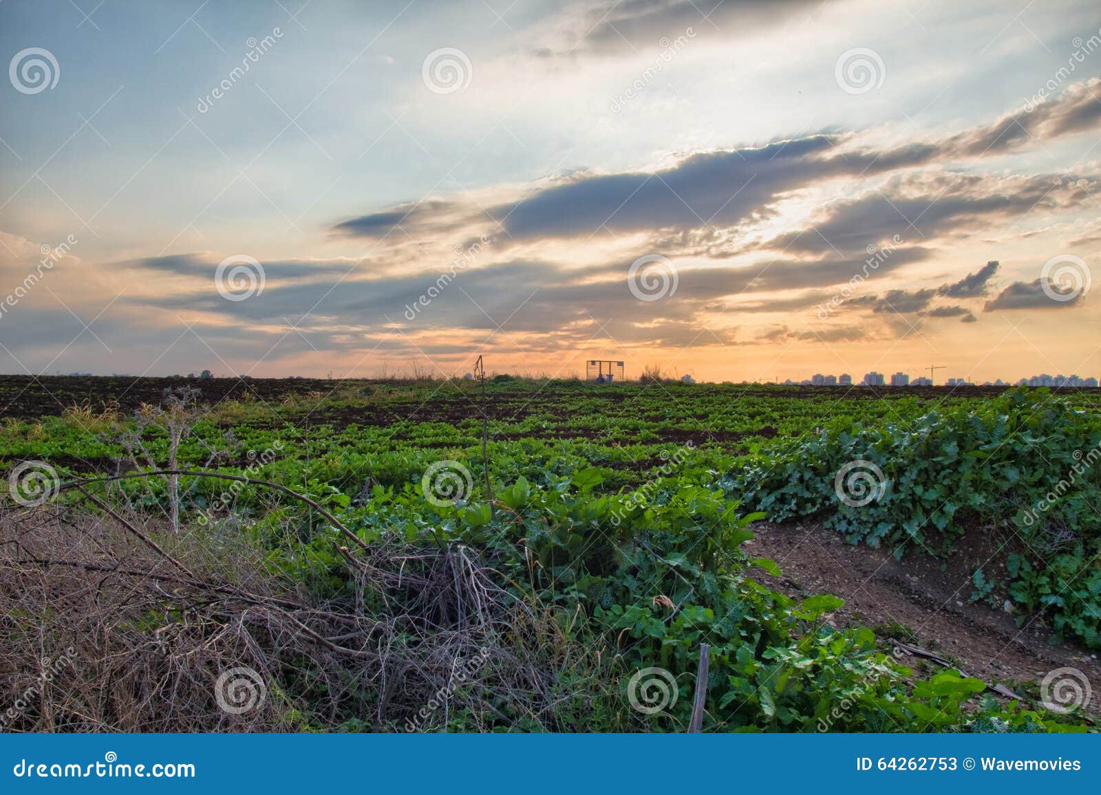 Crops Growing in a Field in the Countryside during Sunset Stock Image ...