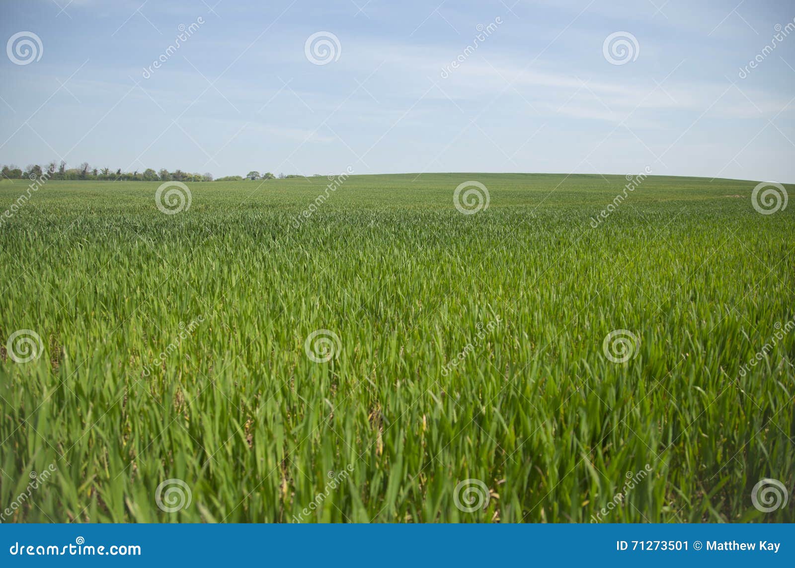 Crops growing in a field stock image. Image of rural - 71273501