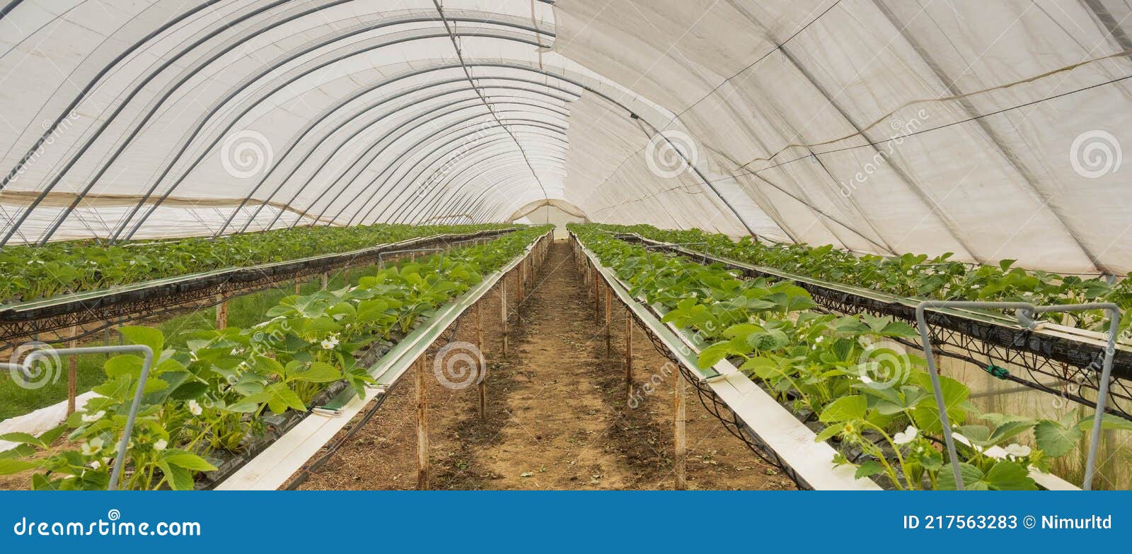 Crops Growing Inside a Poly Tunnel Stock Image - Image of nutrition ...
