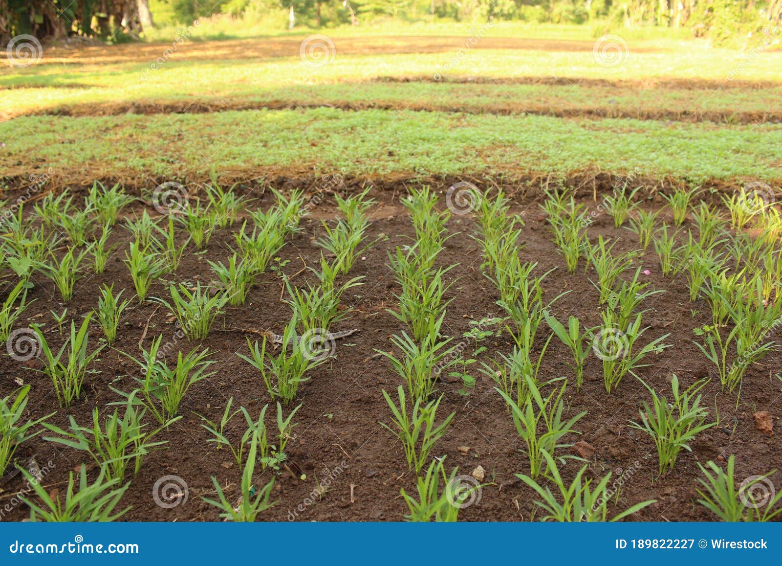 Crops Growing Out of the Ground on the Field Stock Image - Image of ...