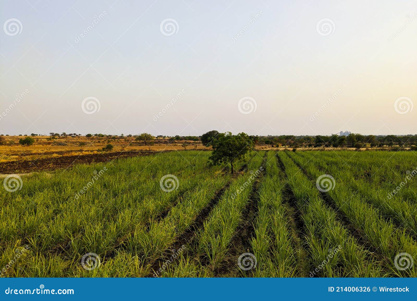 Crops Growing in a Rural Field on an Evening Hour Stock Photo - Image ...