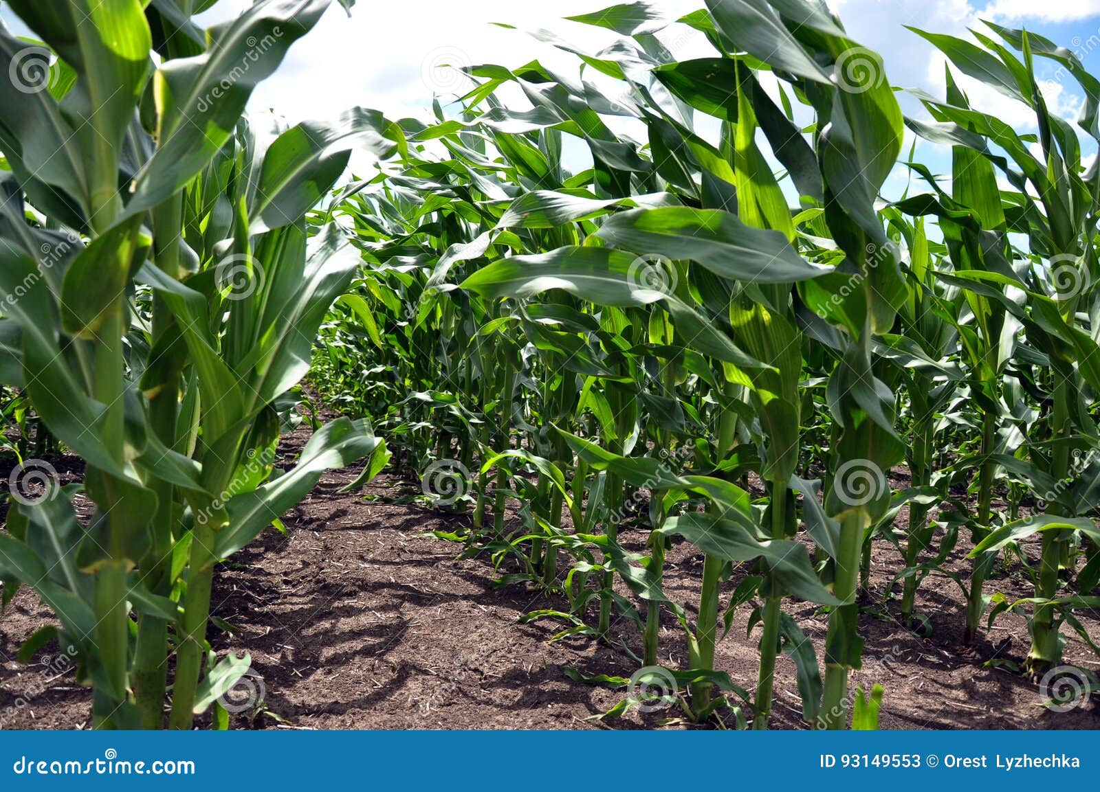 Crops of hybrid maize_3 stock image. Image of wind, export - 93149553