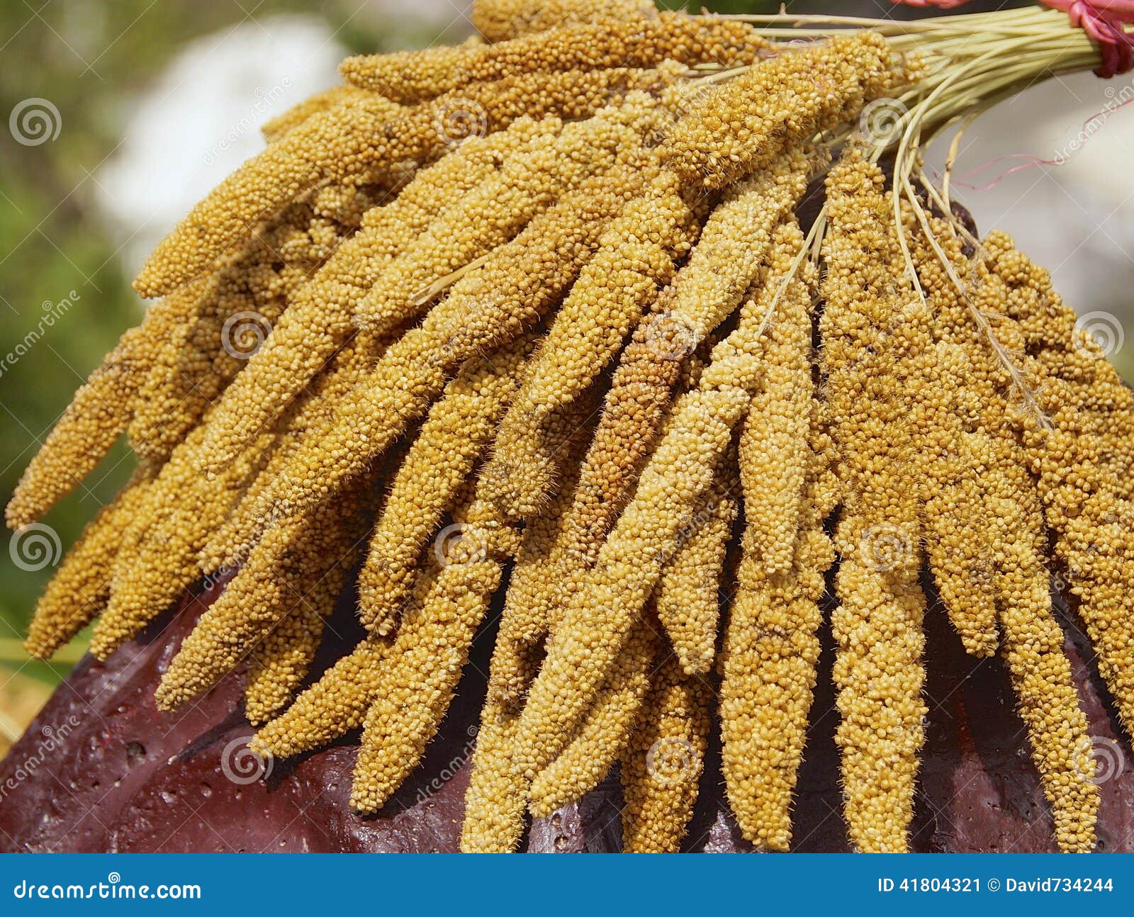 The crops of millet stock image. Image of starch, aborigine - 41804321