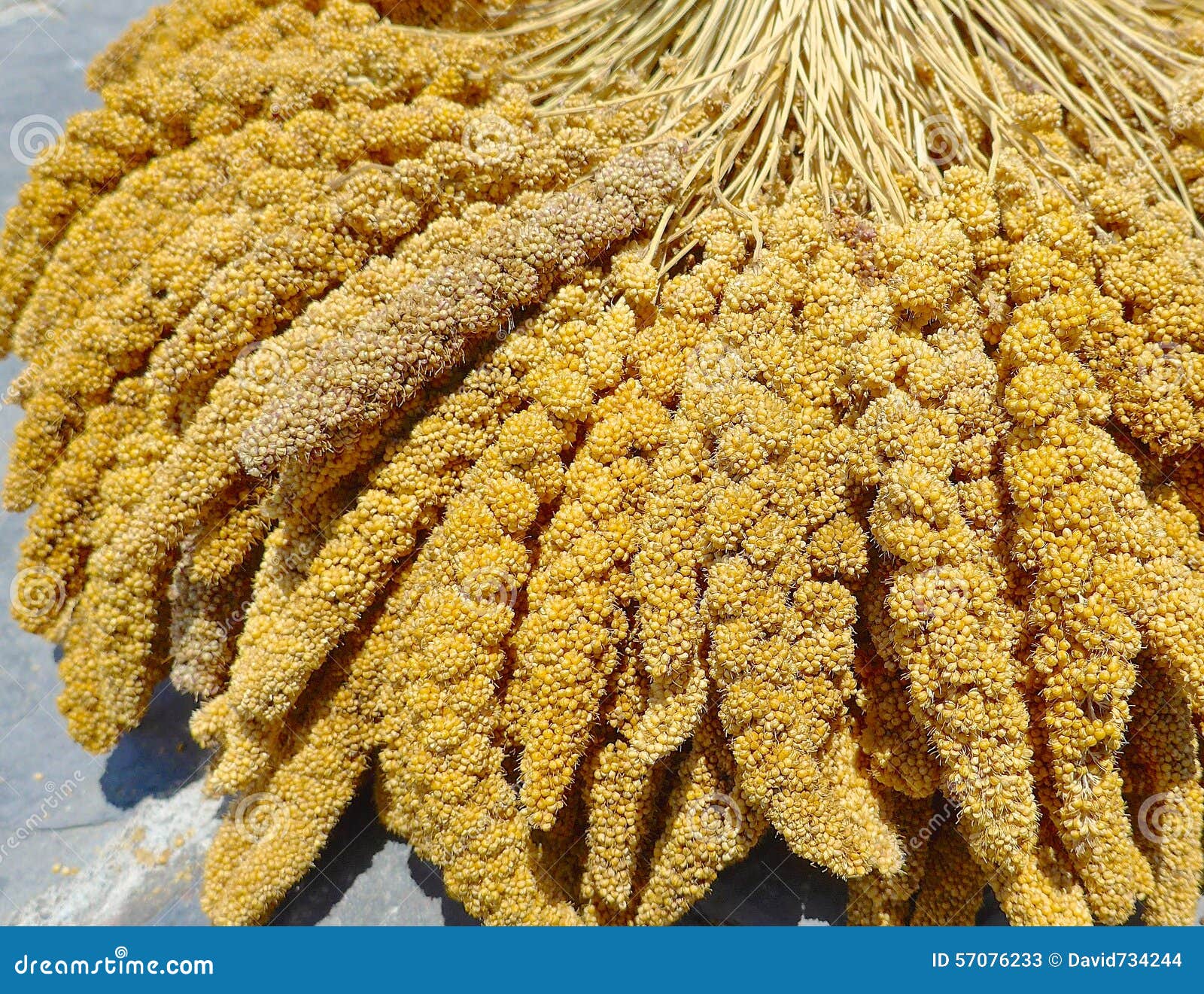 The Crops of Millet for Aborigines Stock Image - Image of feeding ...