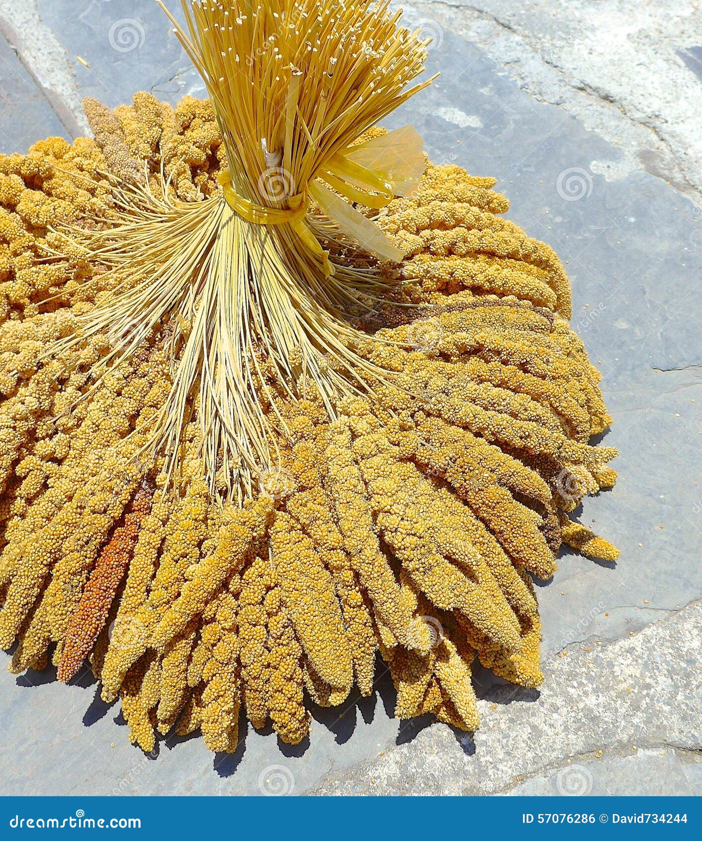 The Crops of Millet for Aborigines Stock Photo - Image of lifestyle ...