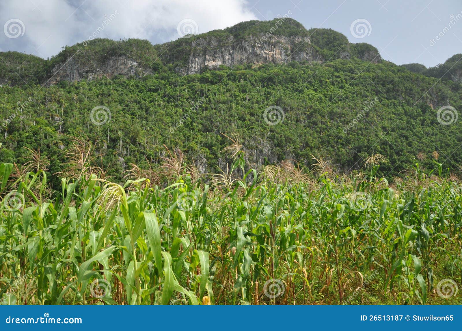 Crops and Mountains of Vinales, Cuba Stock Image - Image of vinales ...