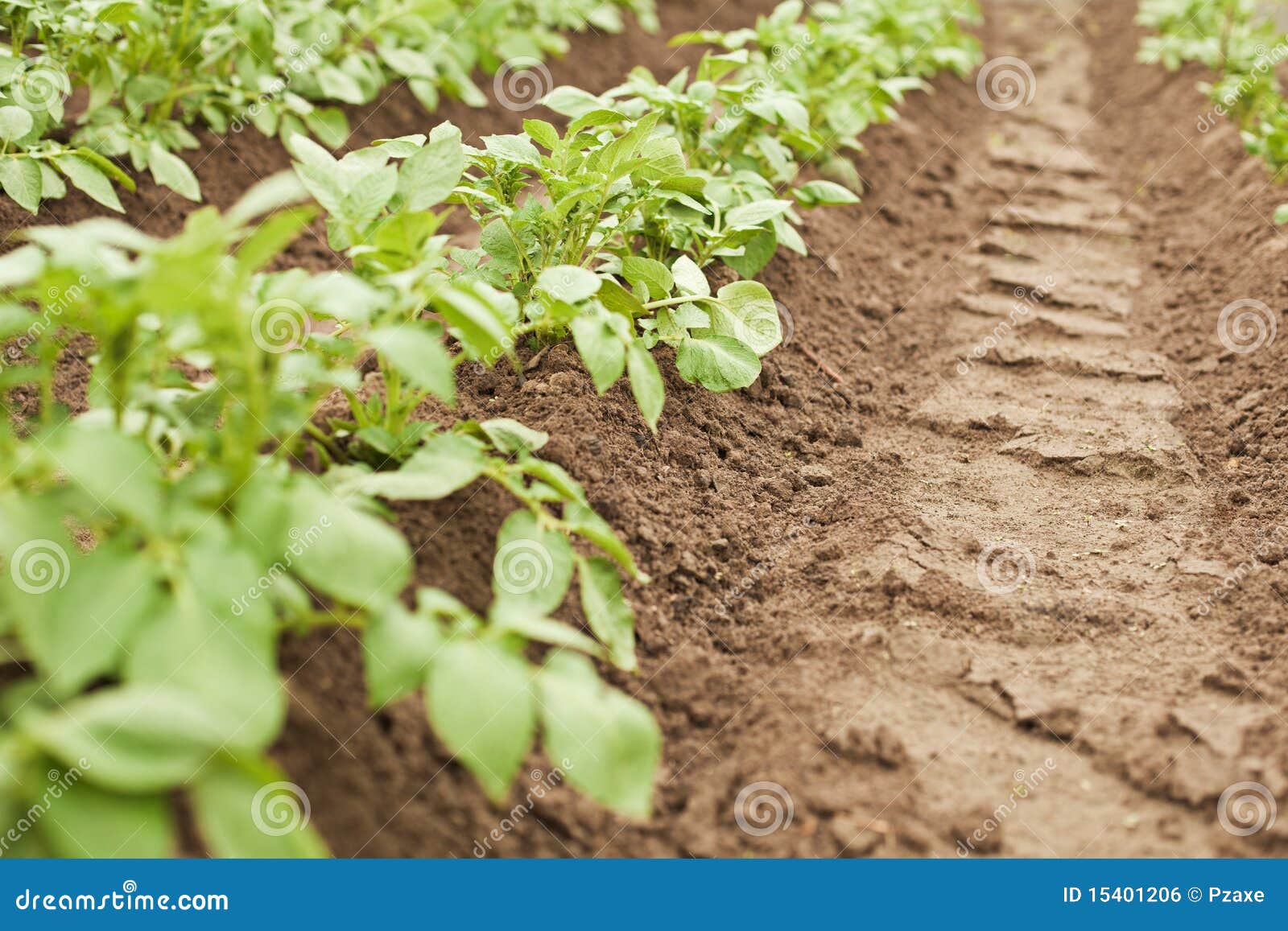 Crops - Potatoes Growing in Rows Stock Photo - Image of outdoors, grass ...