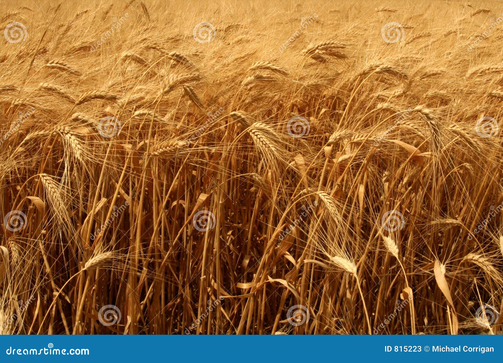 Crops ready for harvest stock image. Image of nature, wheat - 815223
