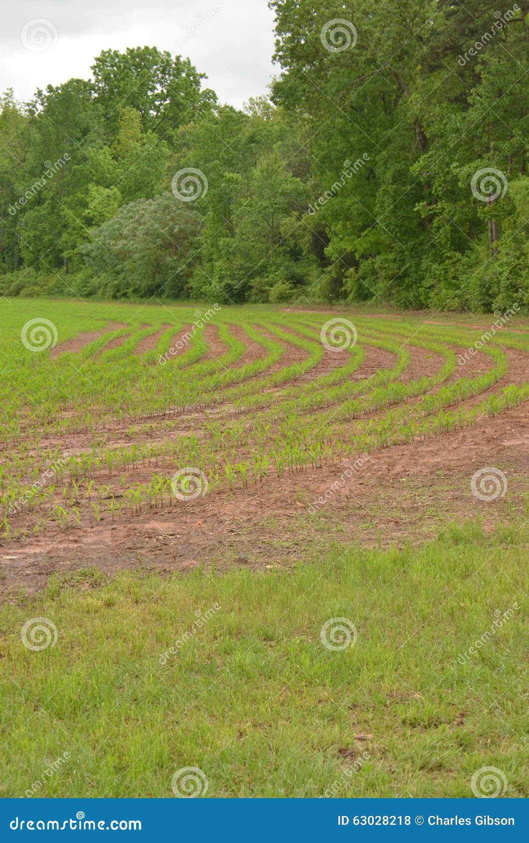 Crops in rows stock photo. Image of rows, food, plants - 63028218