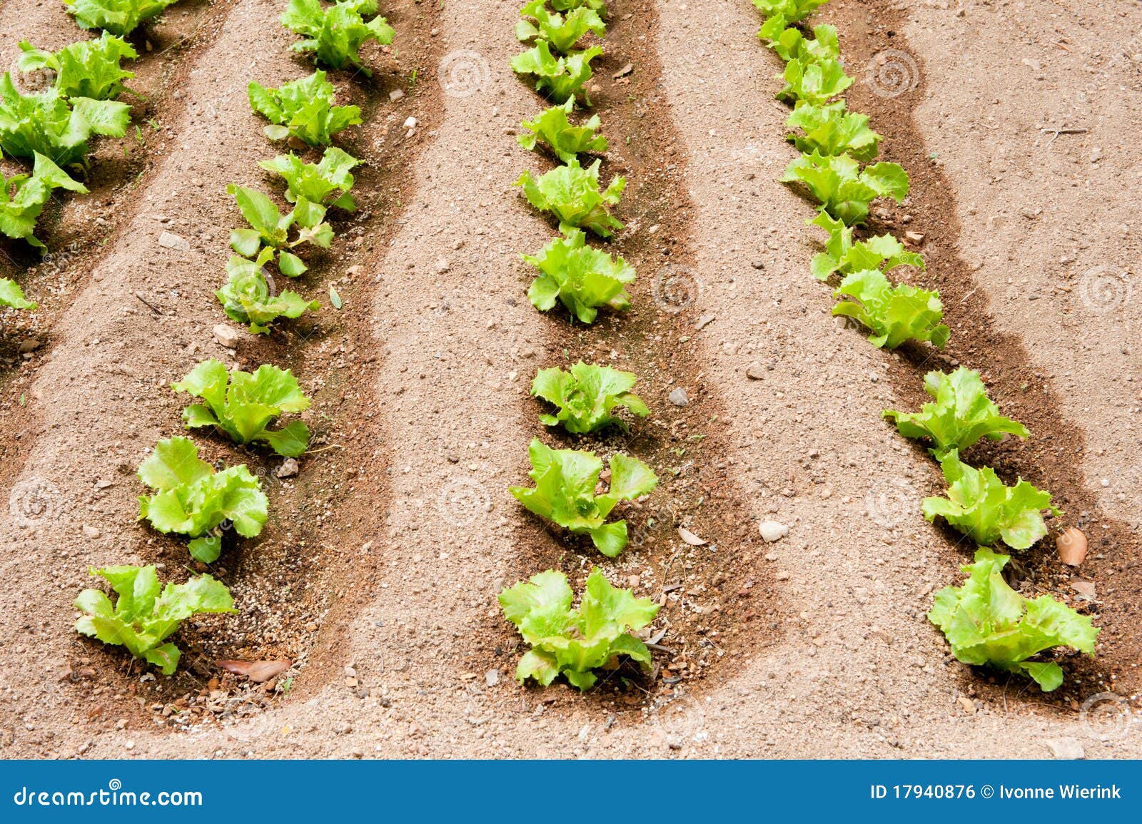 Crops of Salad in the Garden Stock Photo - Image of rows, vegetable ...