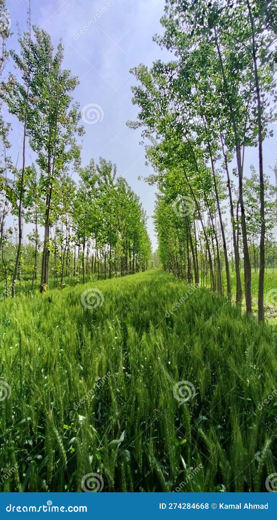 Crops in shades stock photo. Image of wheat, shades - 274284668