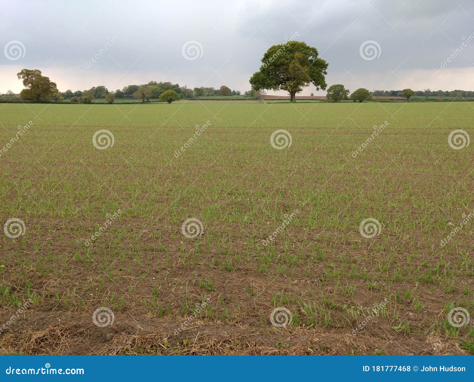 Crops Sprouting in a Yorkshire Field in Springtime Stock Photo - Image ...