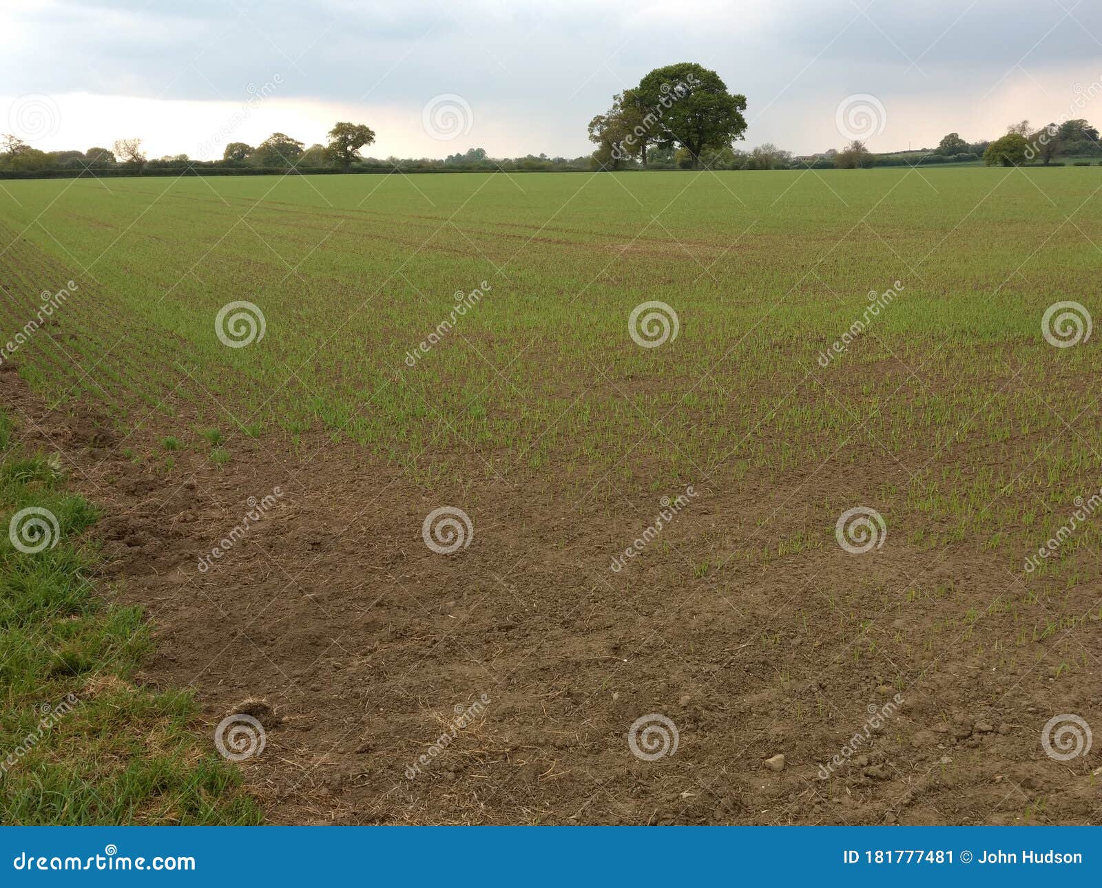 Crops Sprouting in a Yorkshire Field in Springtime Stock Image - Image ...