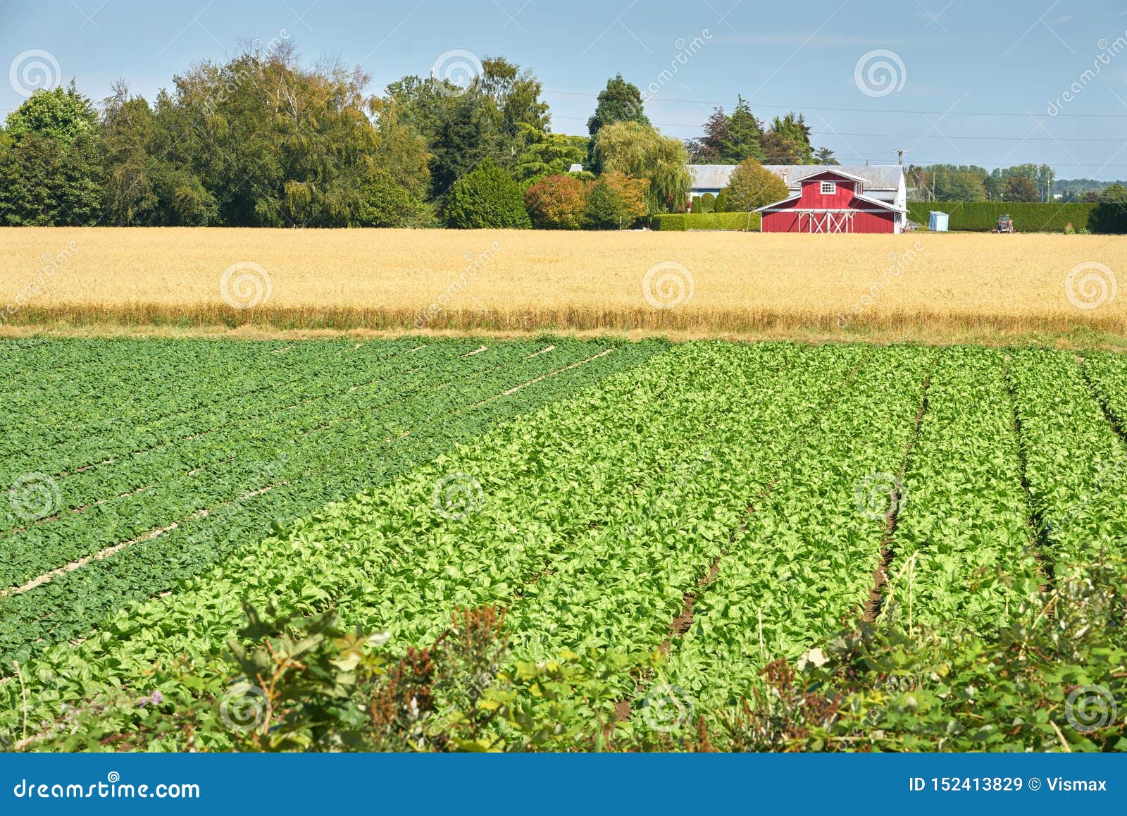 Crops in the Sun stock image. Image of plant, agriculture - 152413829