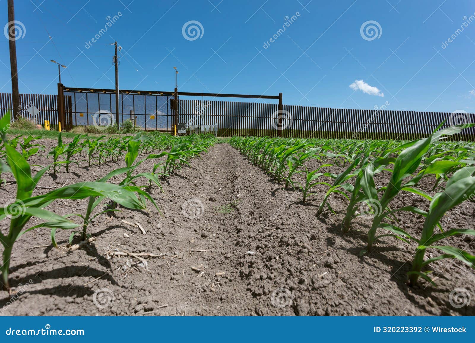 Crops Thrive by a Tall Fence Stock Photo - Image of corn, greenery ...