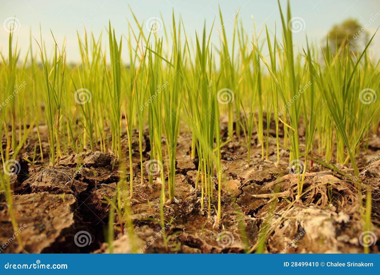 Crops Try To Grow on Dry Ground Stock Photo - Image of desert, crack ...