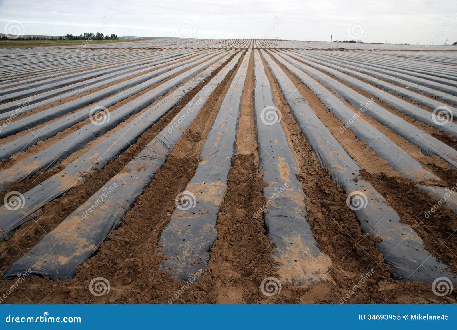 Crops under plastic stock image. Image of growing, flora - 34693955