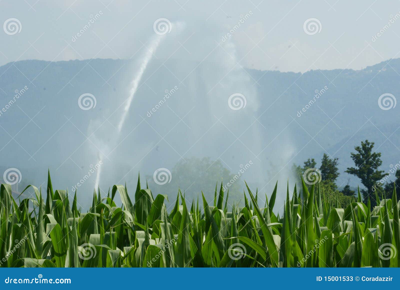 Crops and water stock image. Image of plant, pump, grass - 15001533