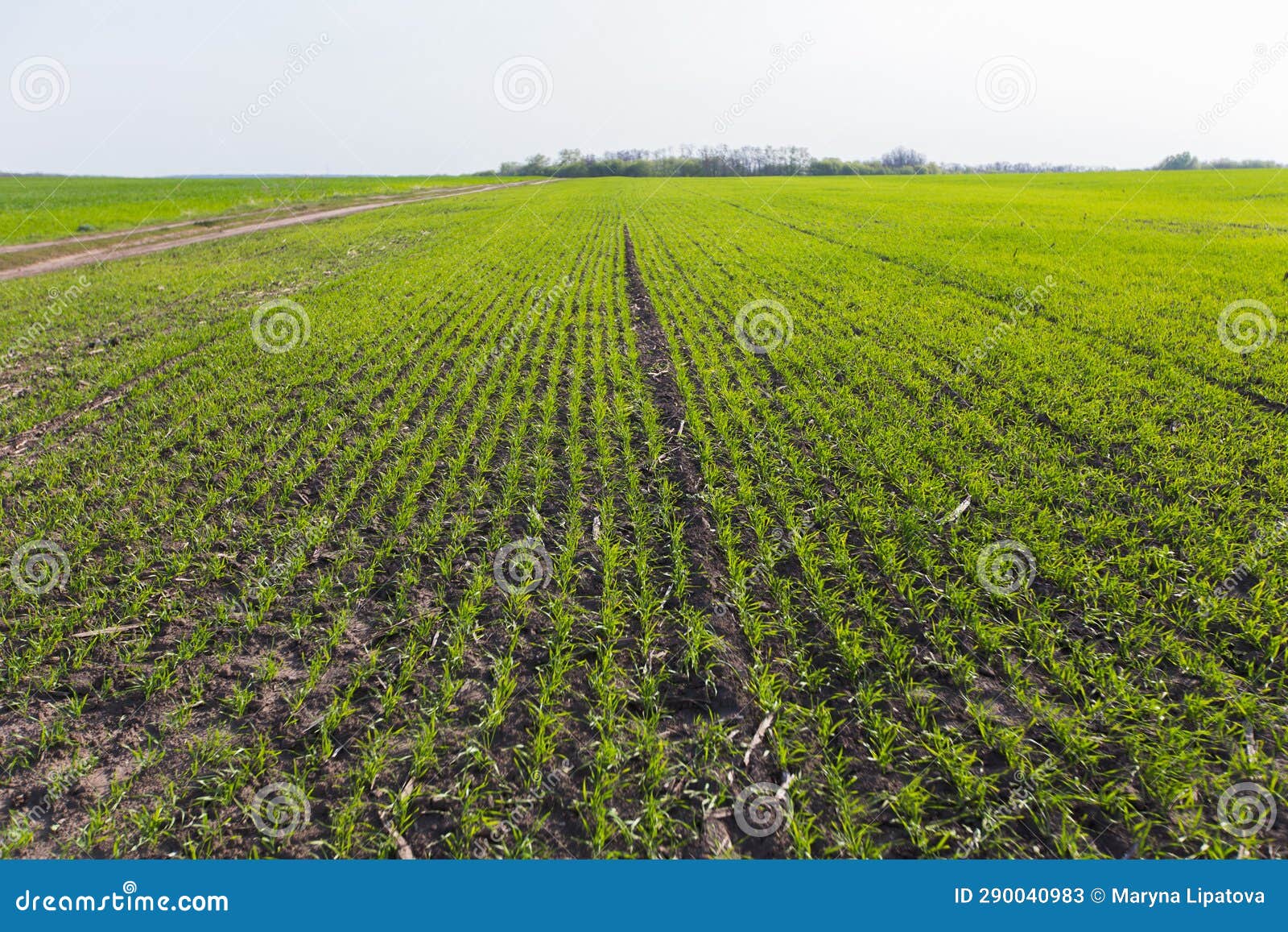 Crops of Winter Wheat , Fall Wheat, White Wheat in the Spring. Stock ...