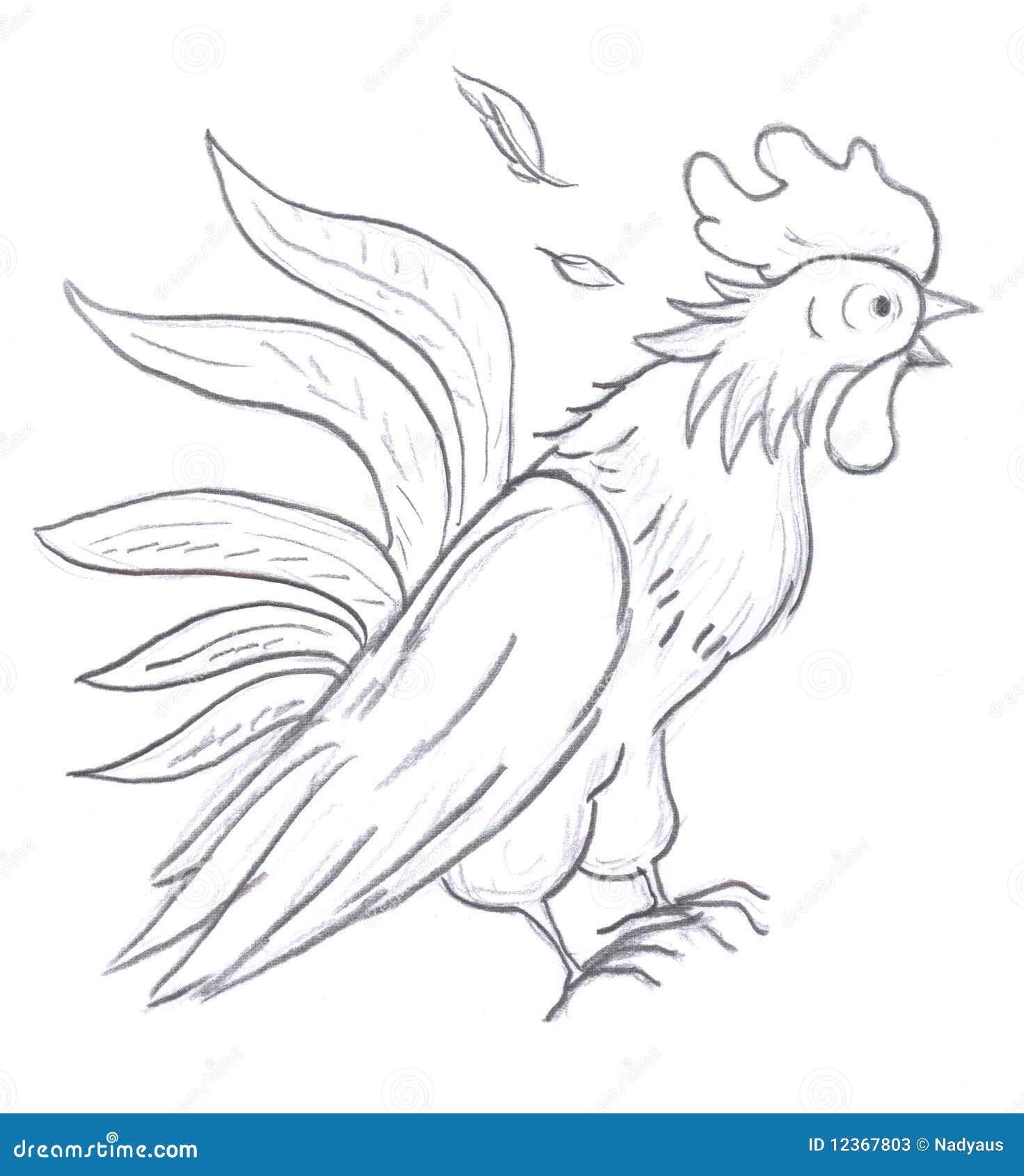 Croquis de coq illustration stock. Illustration du nature - 12367803