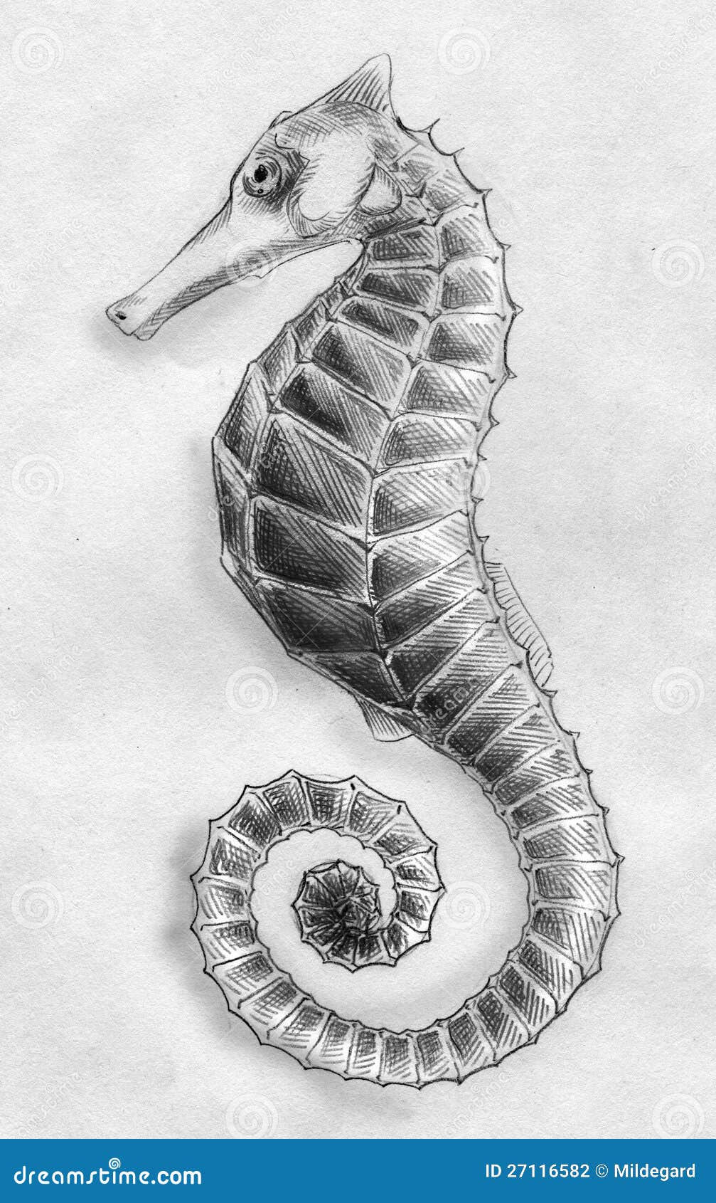 Dessins Au Crayon D'hippocampes Idées Sur Le Thème Hippocampes