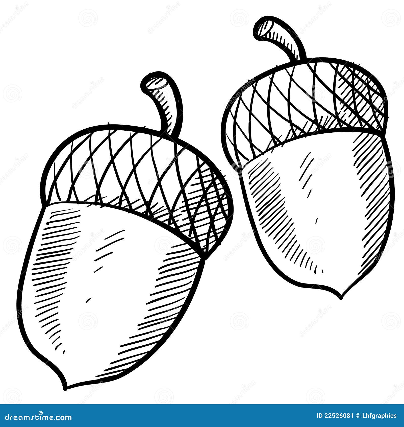 Croquis de gland illustration de vecteur. Illustration du forêt - 22526081