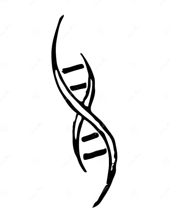 Croquis De Main La Structure De L'ADN Illustration de Vecteur ...