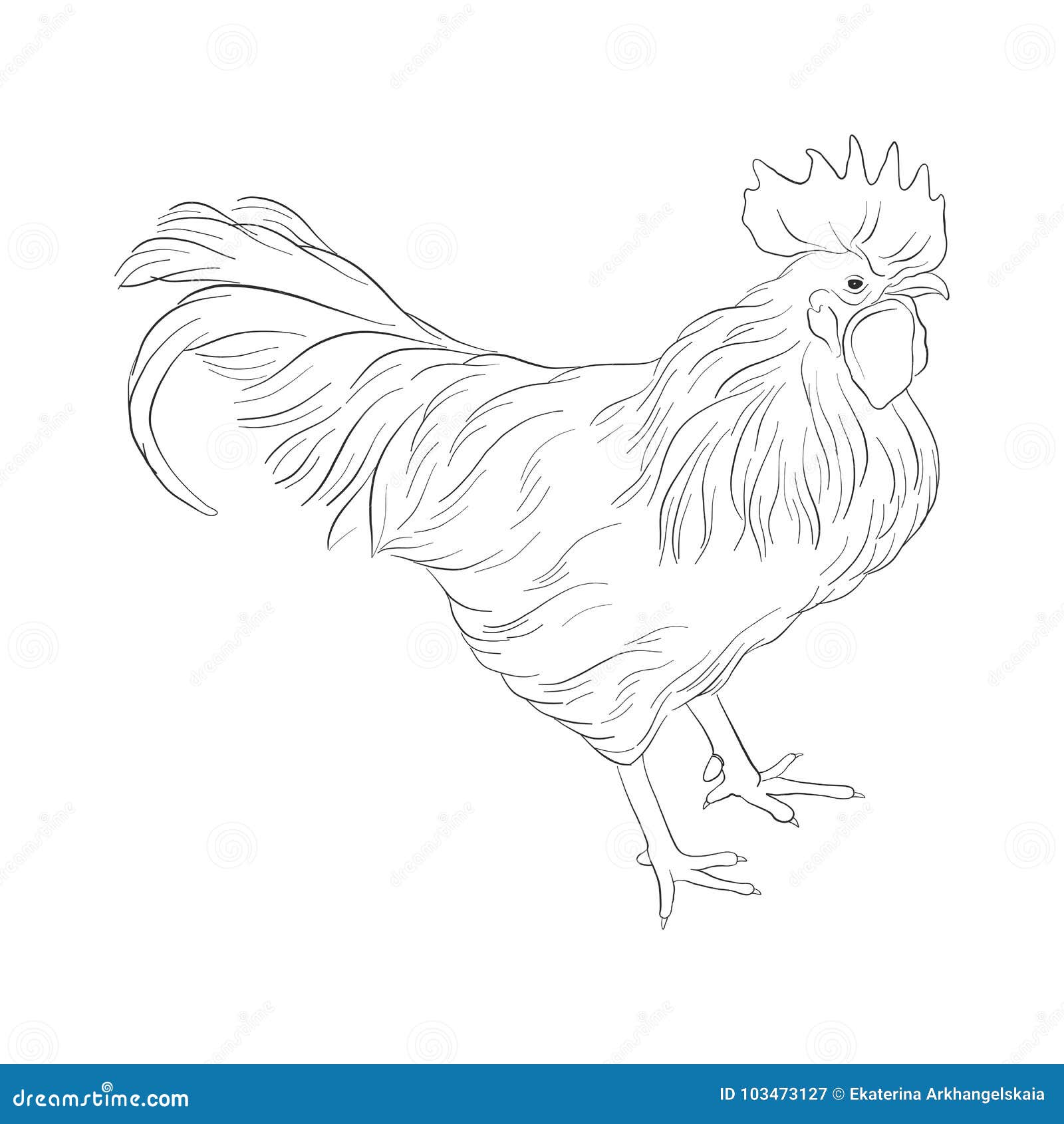Croquis de vecteur de coq illustration de vecteur. Illustration du ...