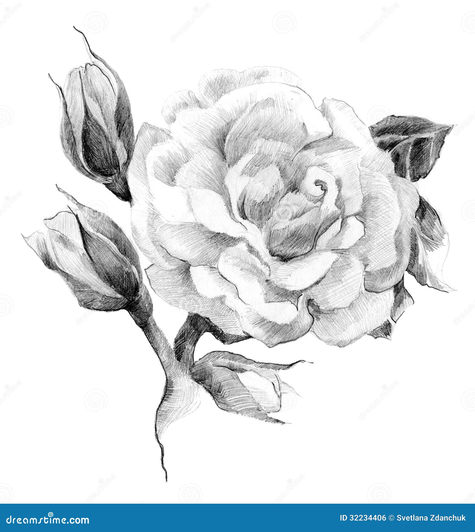 Croquis rose de fleur illustration stock. Illustration du fleuri - 32234406